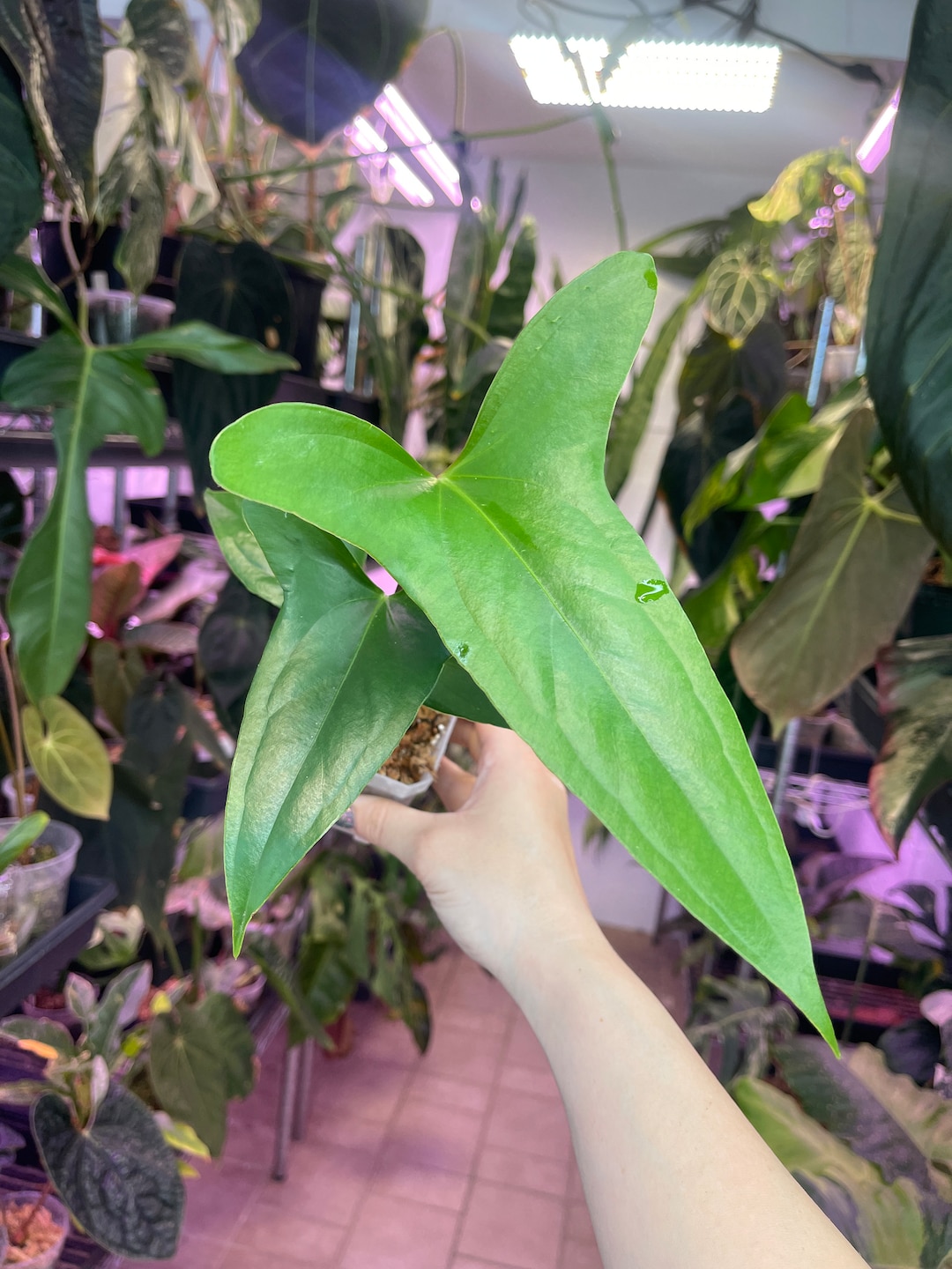 Anthurium Sp Napo, Anthurium Napo, Anthuriums, Plant Collector's Plant ...