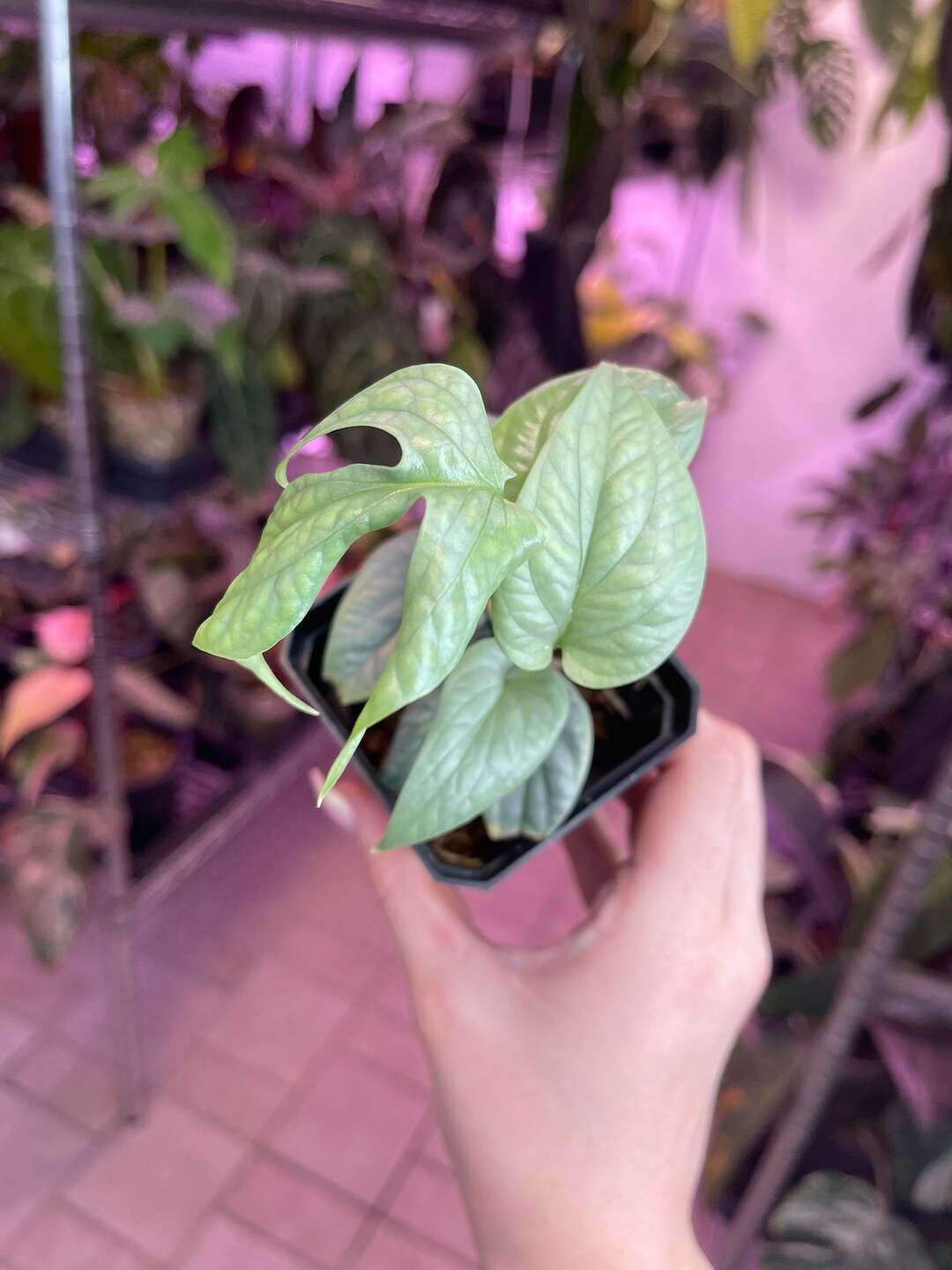 Amydrium Medium Silver Plant - Etsy