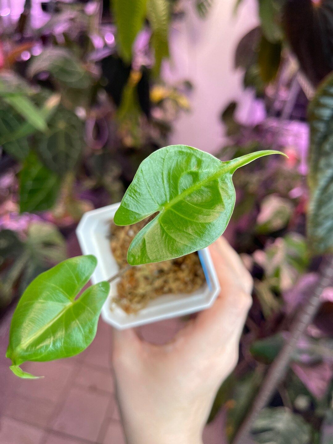 Alocasia Stingray, Exact Plant - Etsy