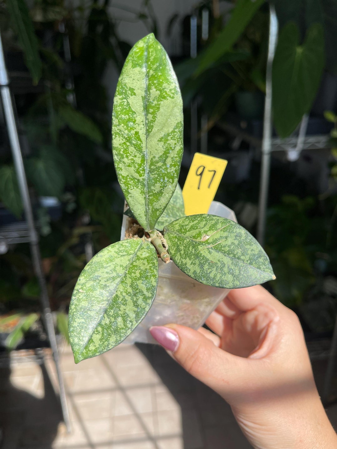 Hoya Crassipetiolata Super Silver Splash Lightly Rooted Cutting - Etsy