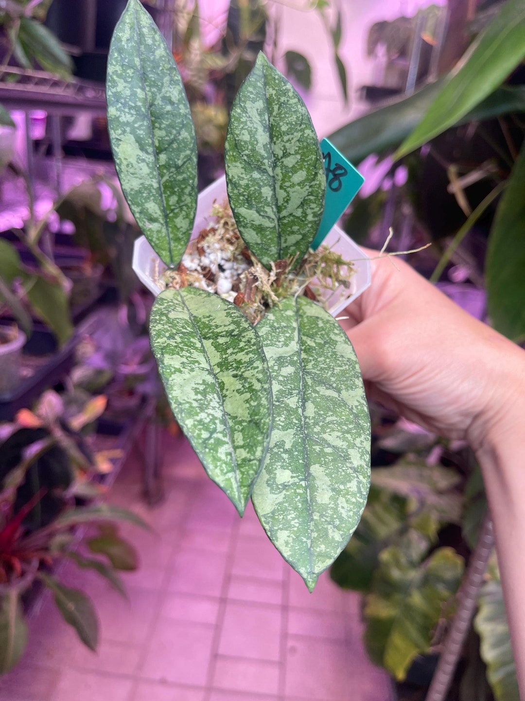 Hoya Crassipetiolata Super Silver Splash - Etsy