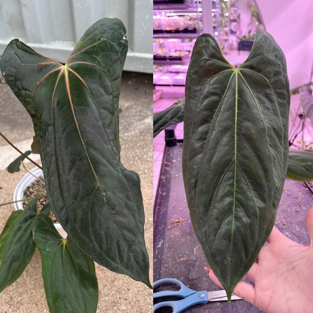 Anthurium Papillilaminum ralph Lynam X 'fort Sherman' X 'fort Sherman X ...