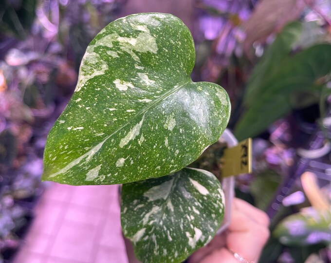 Variegated Monstera Thai Constellation Variegated Monstera Plant Rare