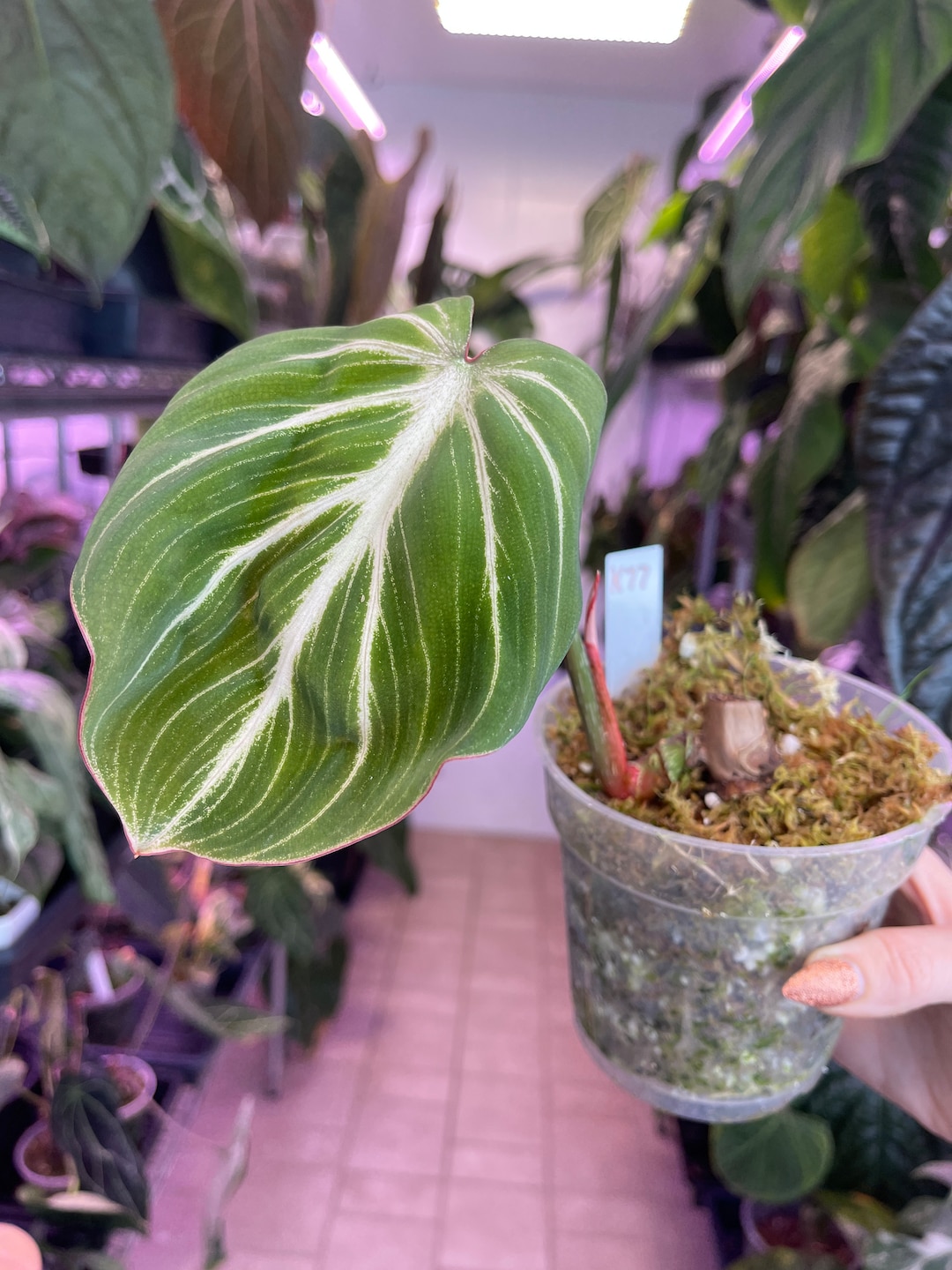 Philodendron Gloriosum Zebra Velvet RARE Exotic Plant Aroid - Etsy