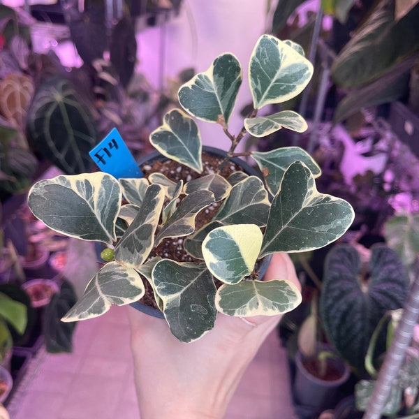 Ficus Triangularis Variegated - Etsy