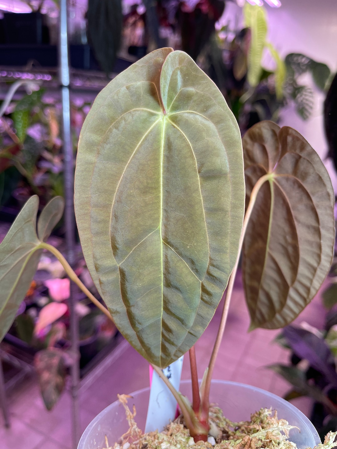 Anthurium Papillilaminum Narrow Form - Etsy