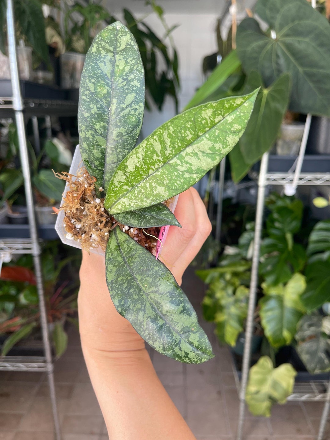 Hoya Crassipetiolata Super Silver Splash Lightly Rooted Cutting - Etsy