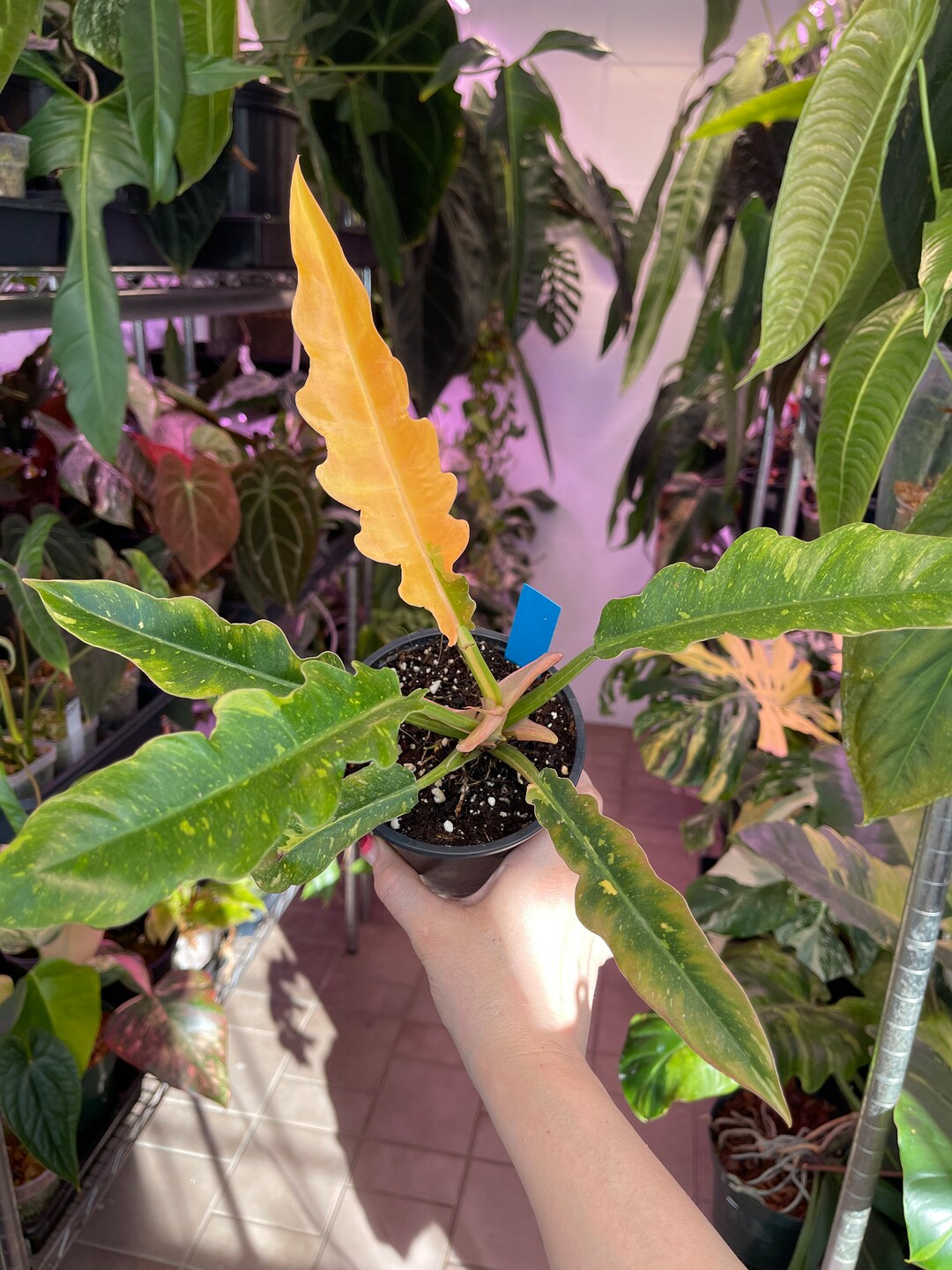 Philodendron Ring of Fire Variegated Aroid RARE Exotic Plant Houseplant ...