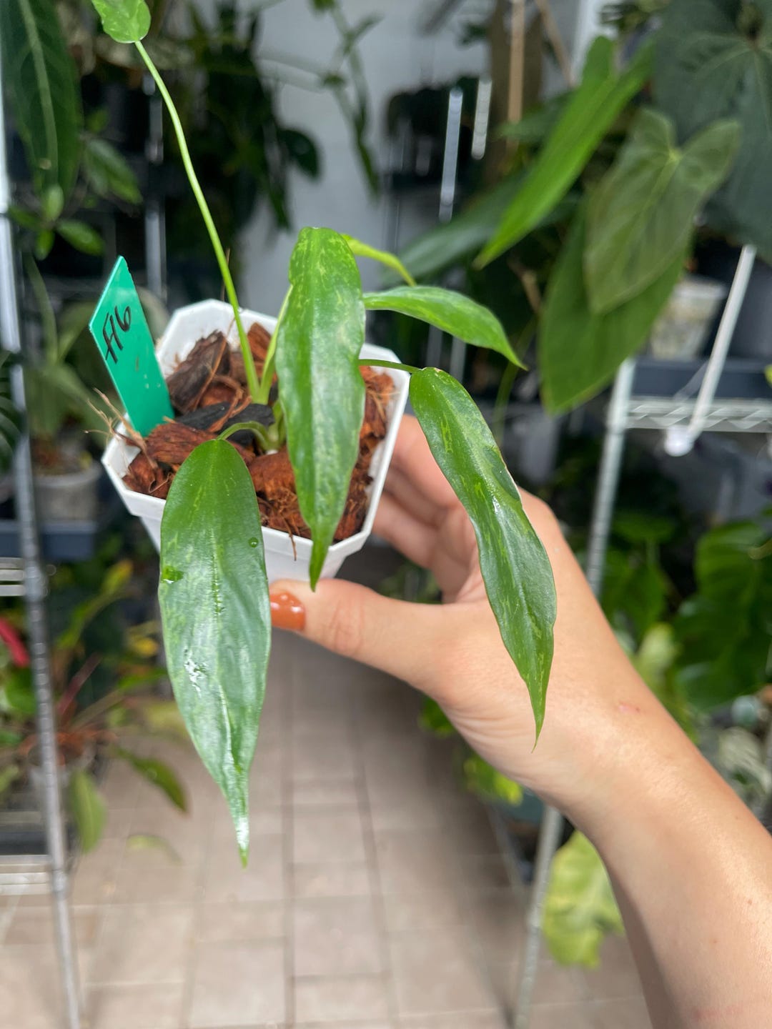 Philodendron Mottled Golden Dragon - Etsy