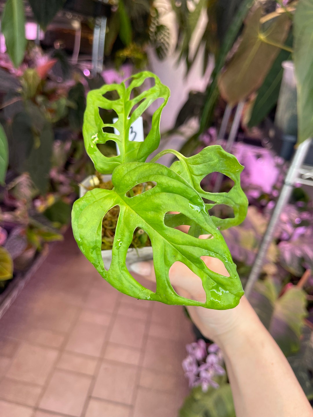 Monstera Obliqua Aff Sumaco, Monstera Rare Aroid USA Seller - Etsy