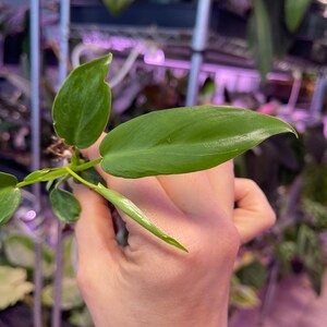 Philodendron Mottled Golden Dragon, Starter Plant - Etsy