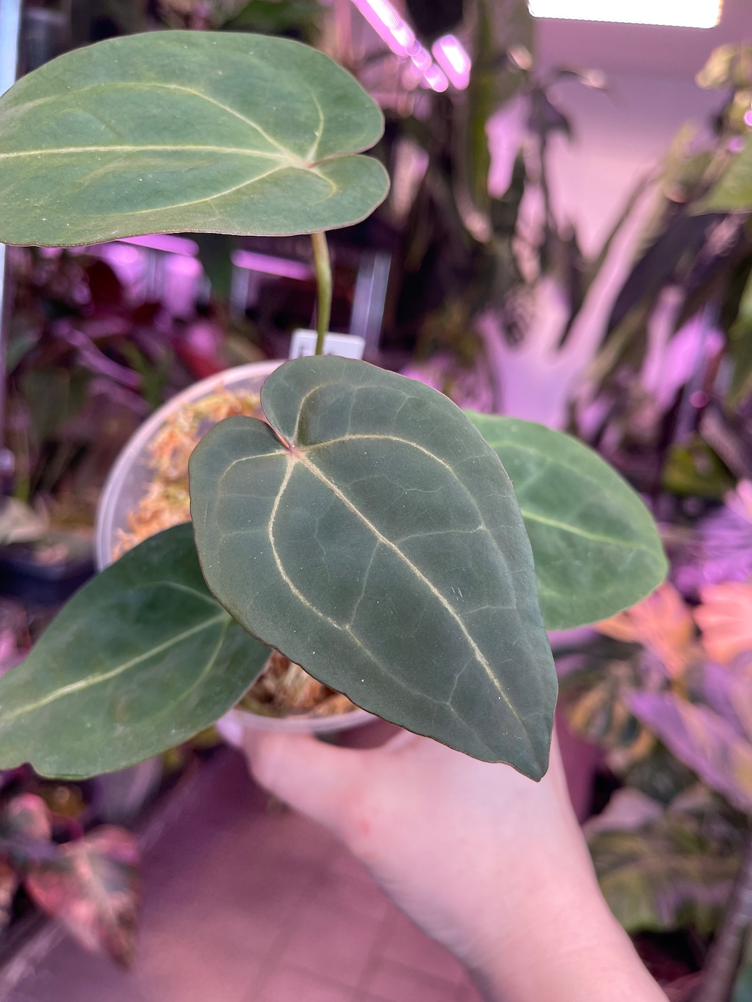 Anthurium Jack of Clubs X Ace of Spades AOS Hybrid - Etsy