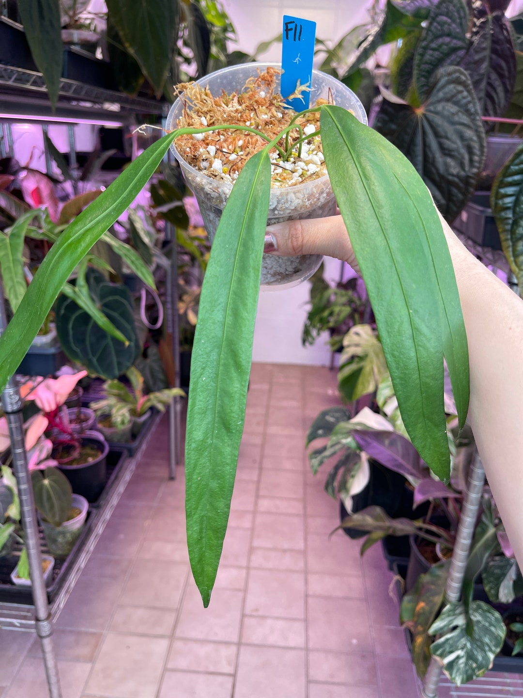 Anthurium Pendens Rare Aroid Plant Collector's Plant USA SELLER - Etsy