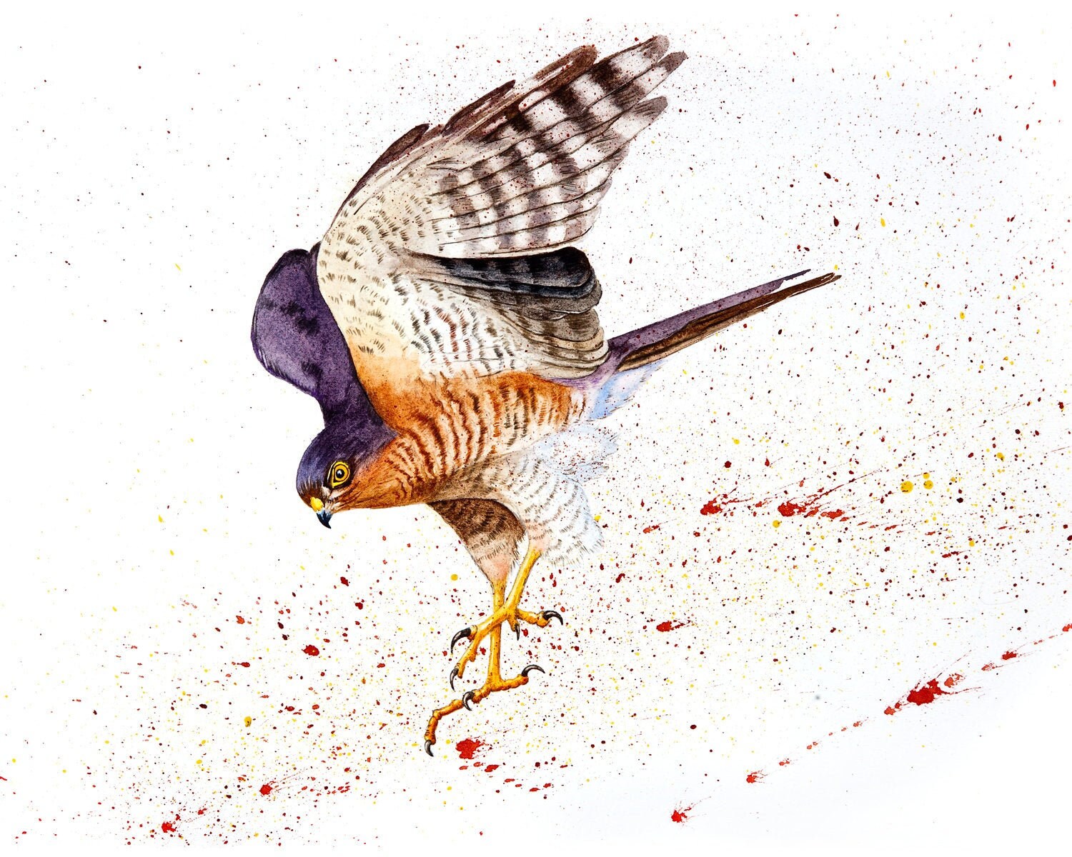 Sparrowhawk Drawing