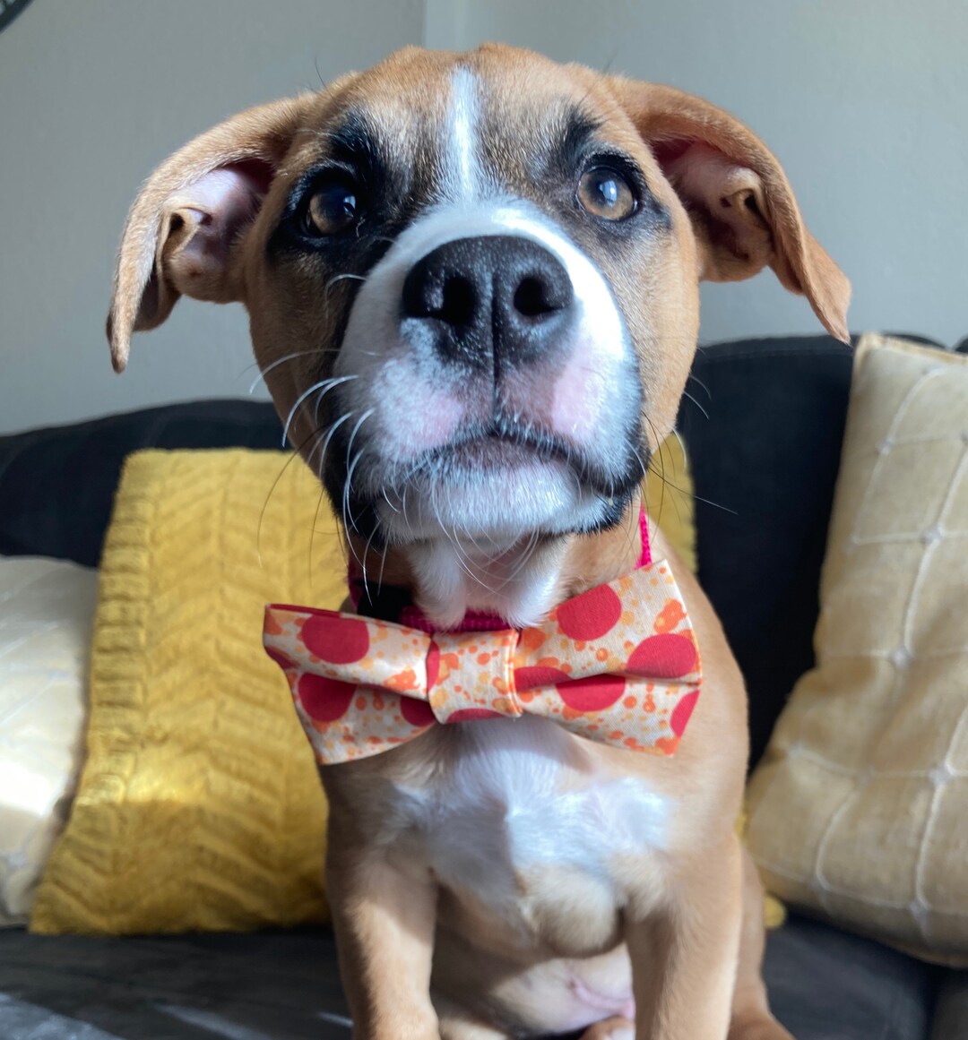 Pupperoni Dog Bow Tie Pizza Dog Bow Tie Novelty Gifts for Pets - Etsy