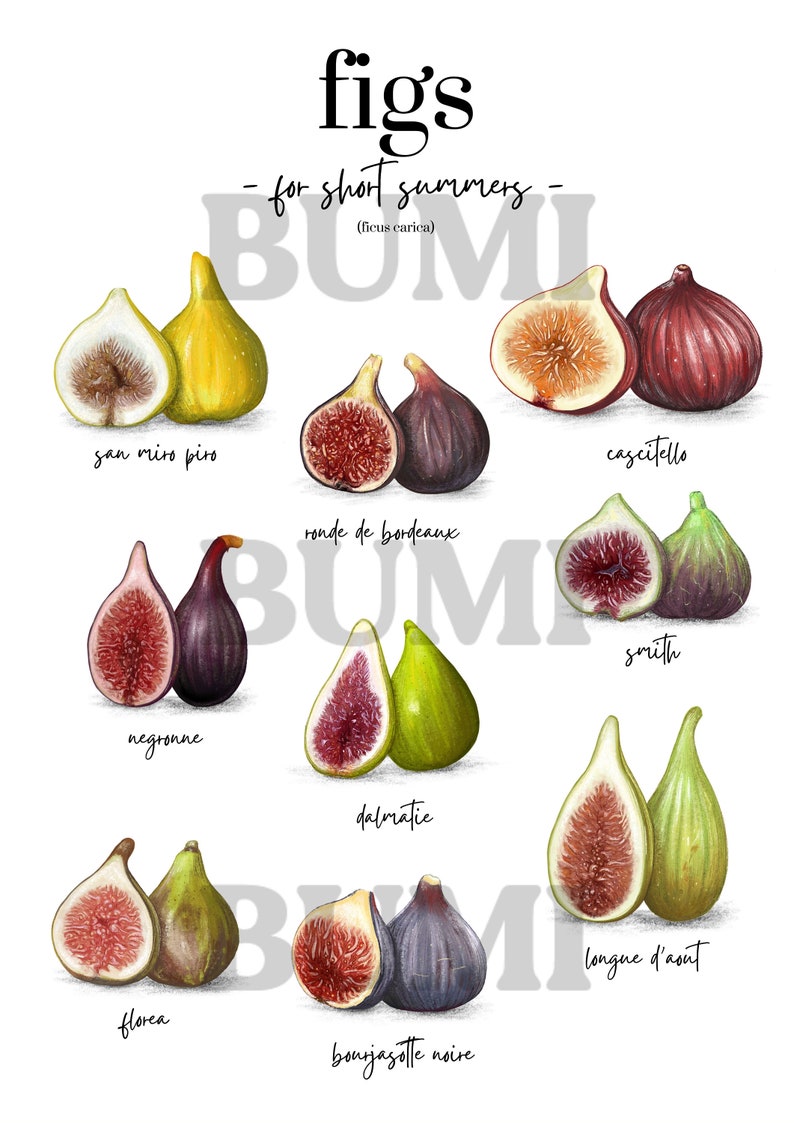 Figs for Short Summers - Artwork/poster/print (digital Download) - Etsy
