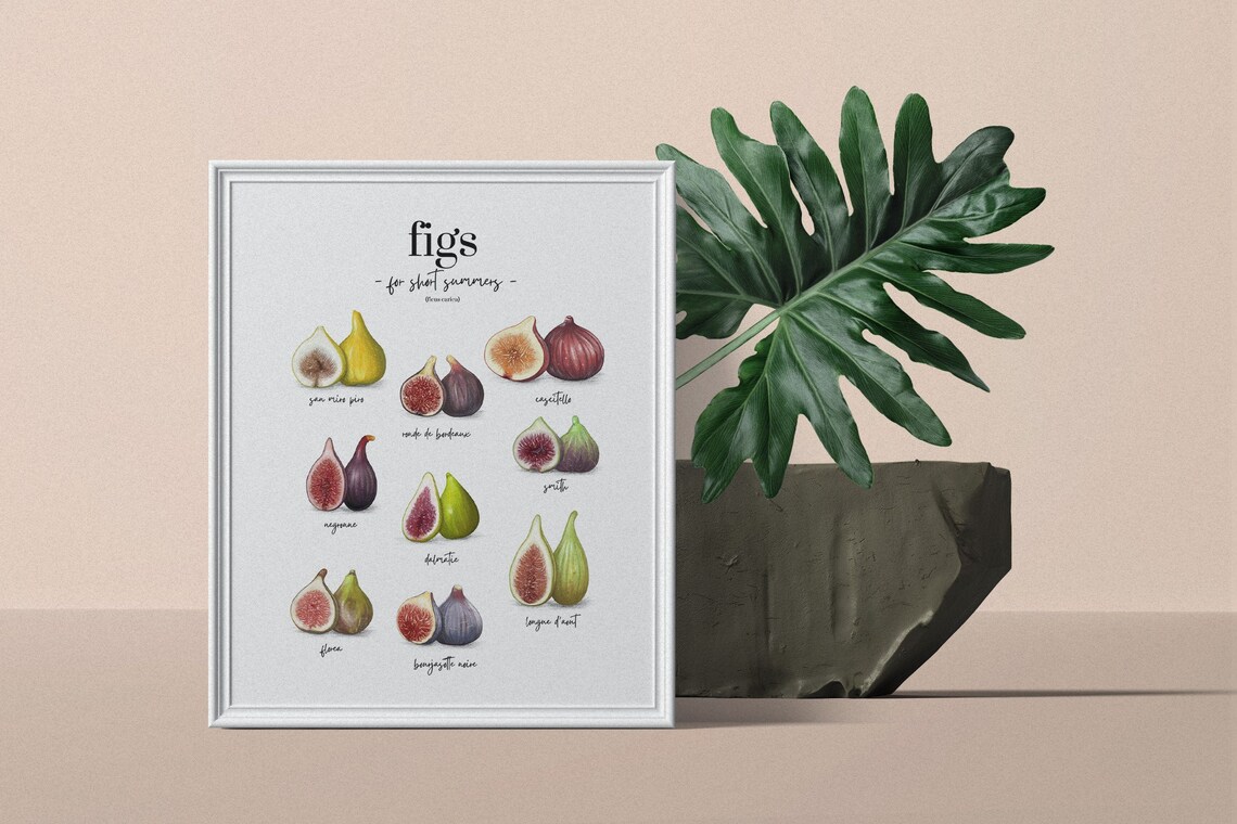 Figs for Short Summers - Artwork/poster/print (digital Download) - Etsy