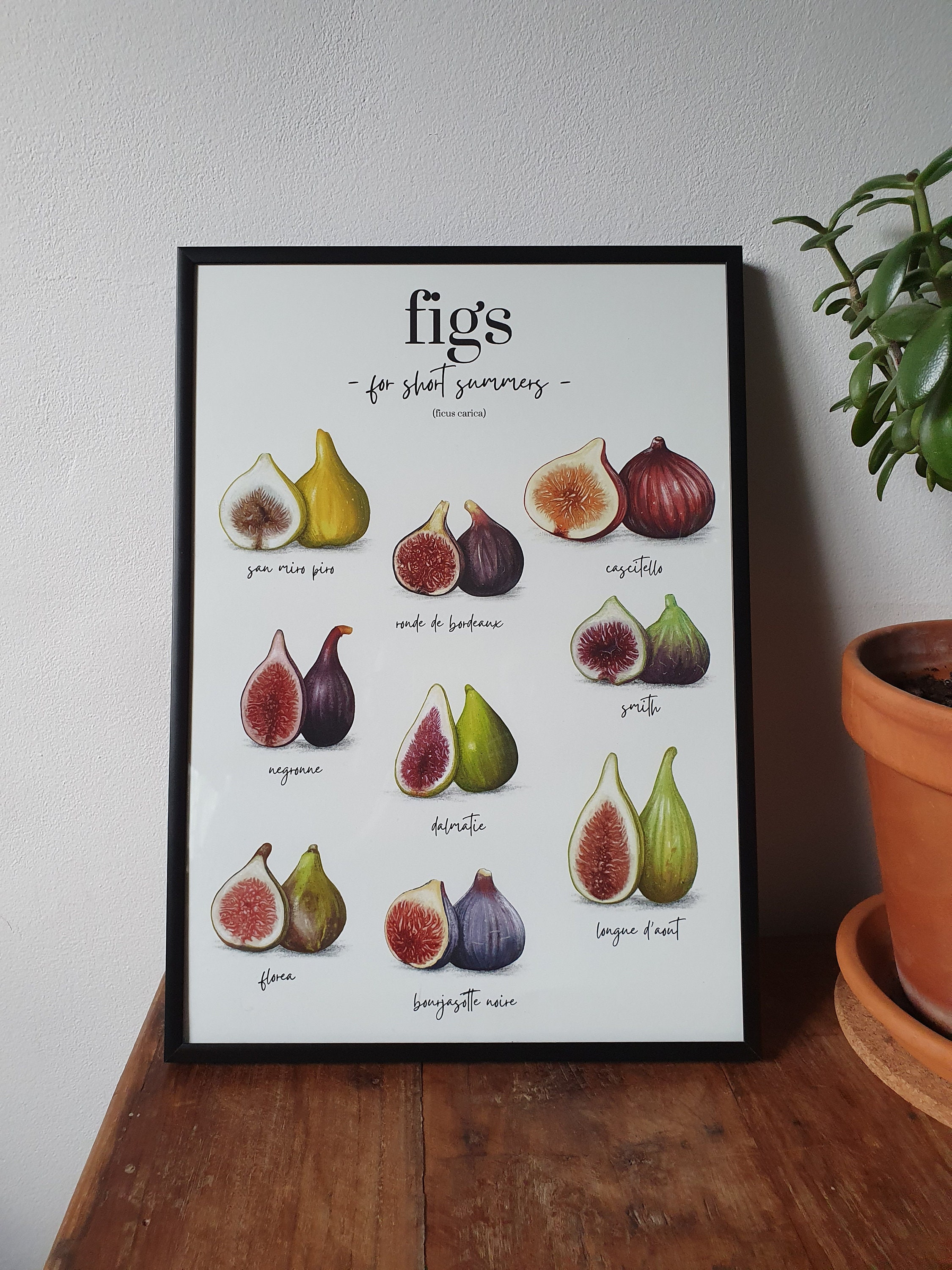 Figs for Short Summers - Artwork/poster/print (A4/A3) - Etsy
