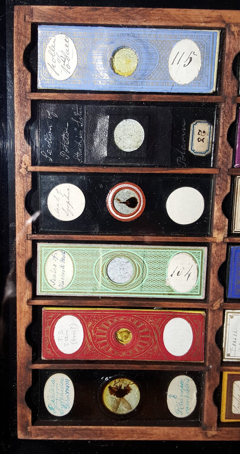 Framed Antique Victorian Microscope Slide Display delta | Etsy