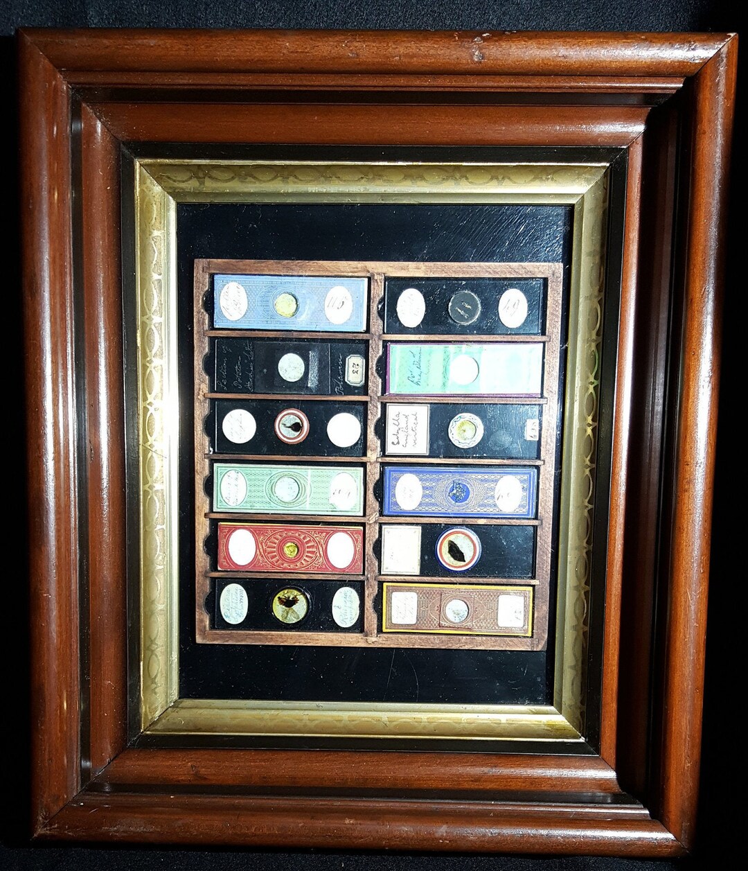 Framed Antique Victorian Microscope Slide Display delta Example - Etsy
