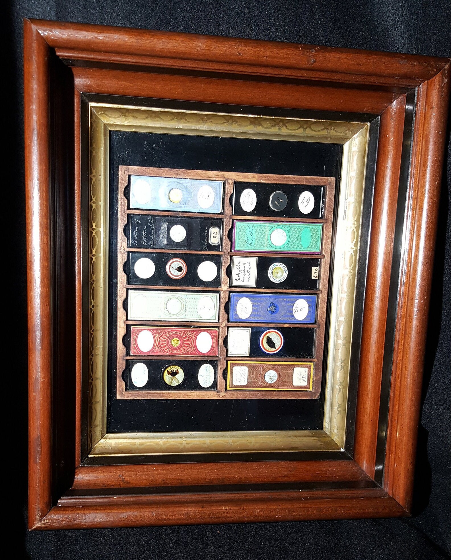 Framed Antique Victorian Microscope Slide Display (delta Example) - Etsy