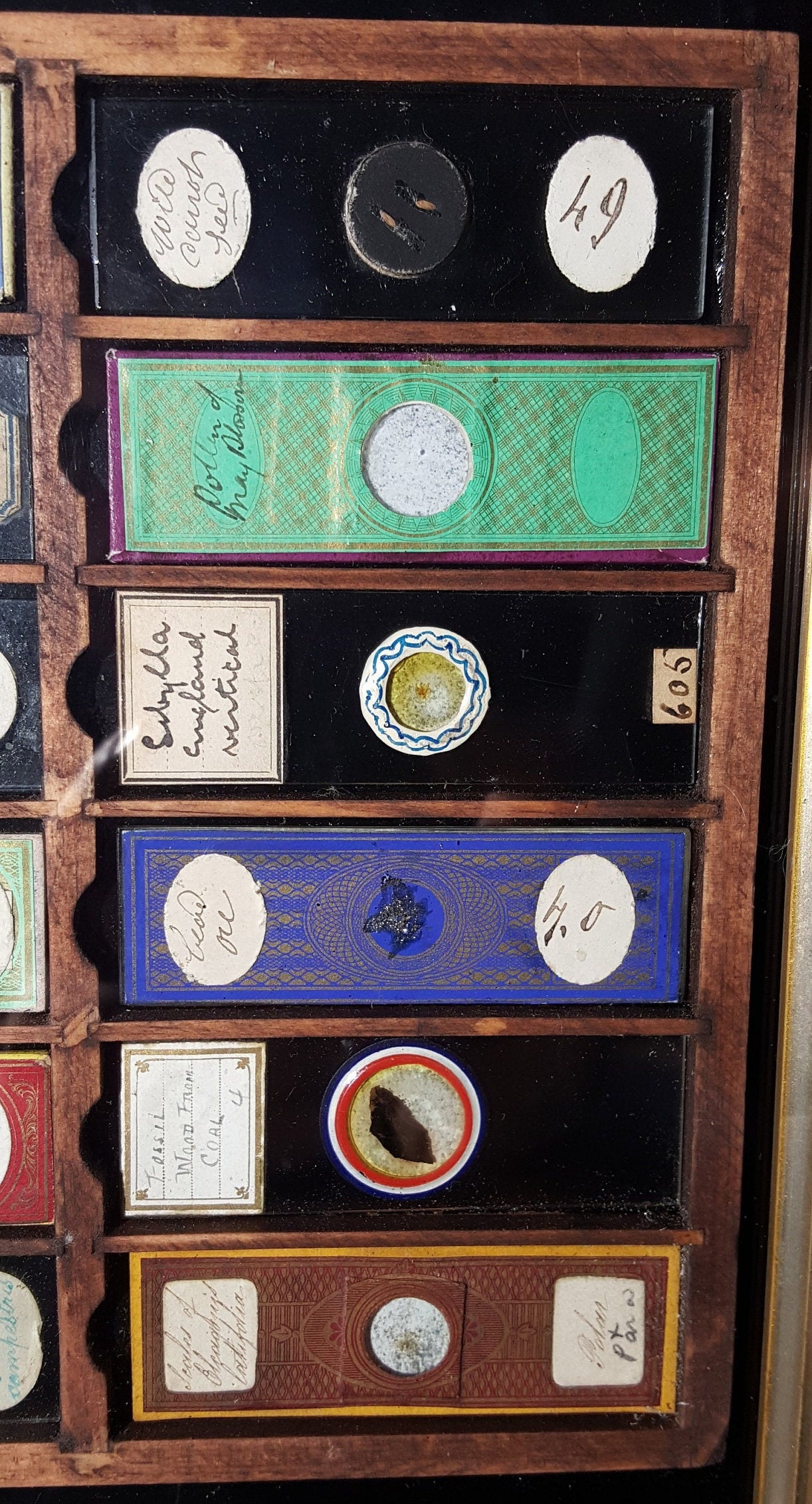 Framed Antique Victorian Microscope Slide Display delta Example - Etsy