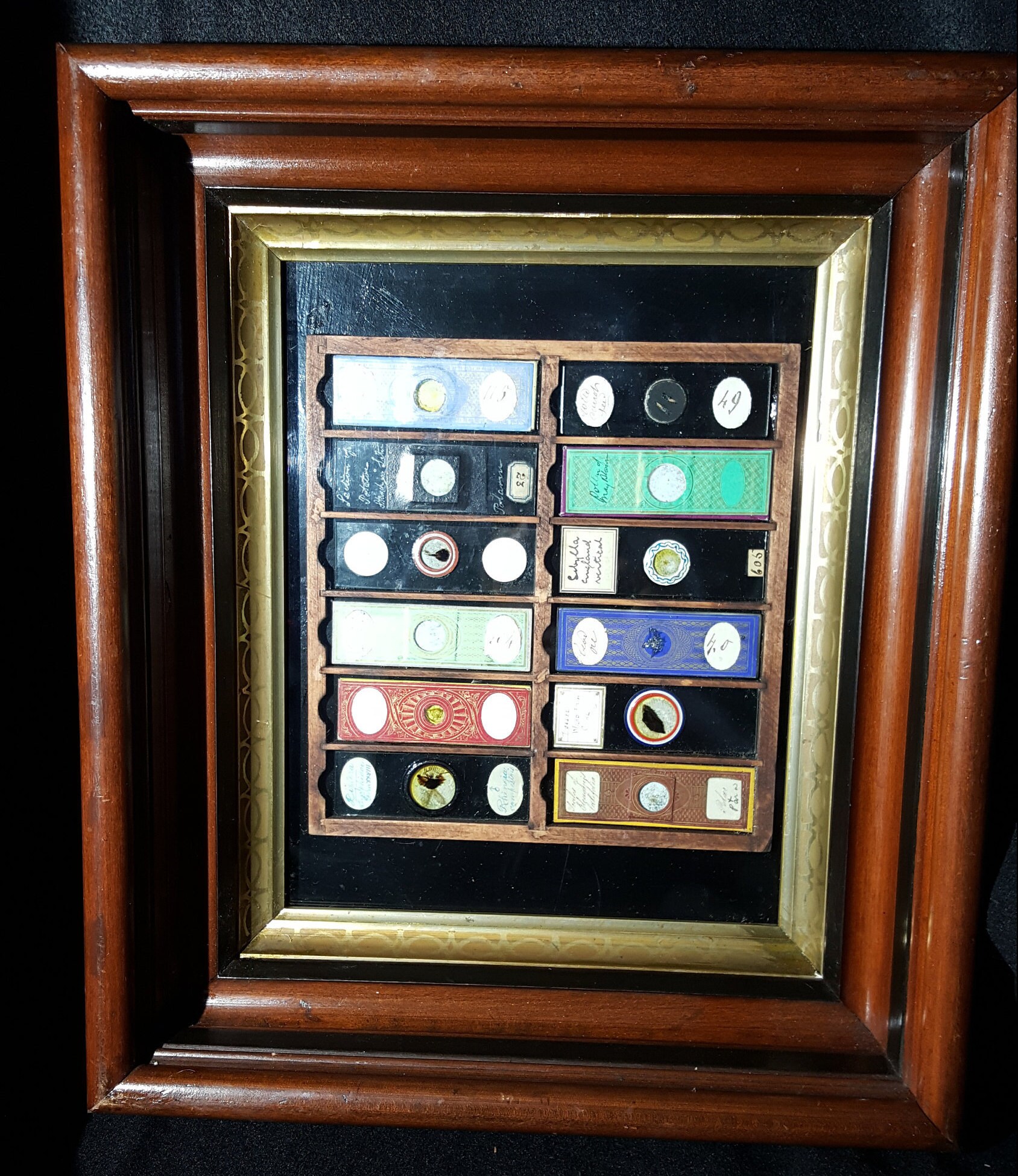 Framed Antique Victorian Microscope Slide Display delta Example - Etsy