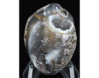 Agatized Snail Shell - Etsy