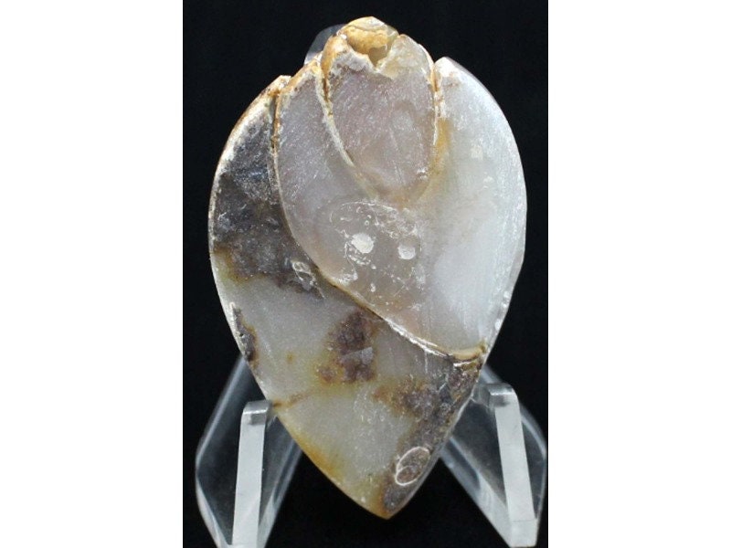 64.00 Cts AAA Quality Natural Agatized Snail Druzy Agate Cabochon ...