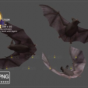 Halloween Overlay, Photoshop Overlays, Realistic Bat Clipart, Bird ...