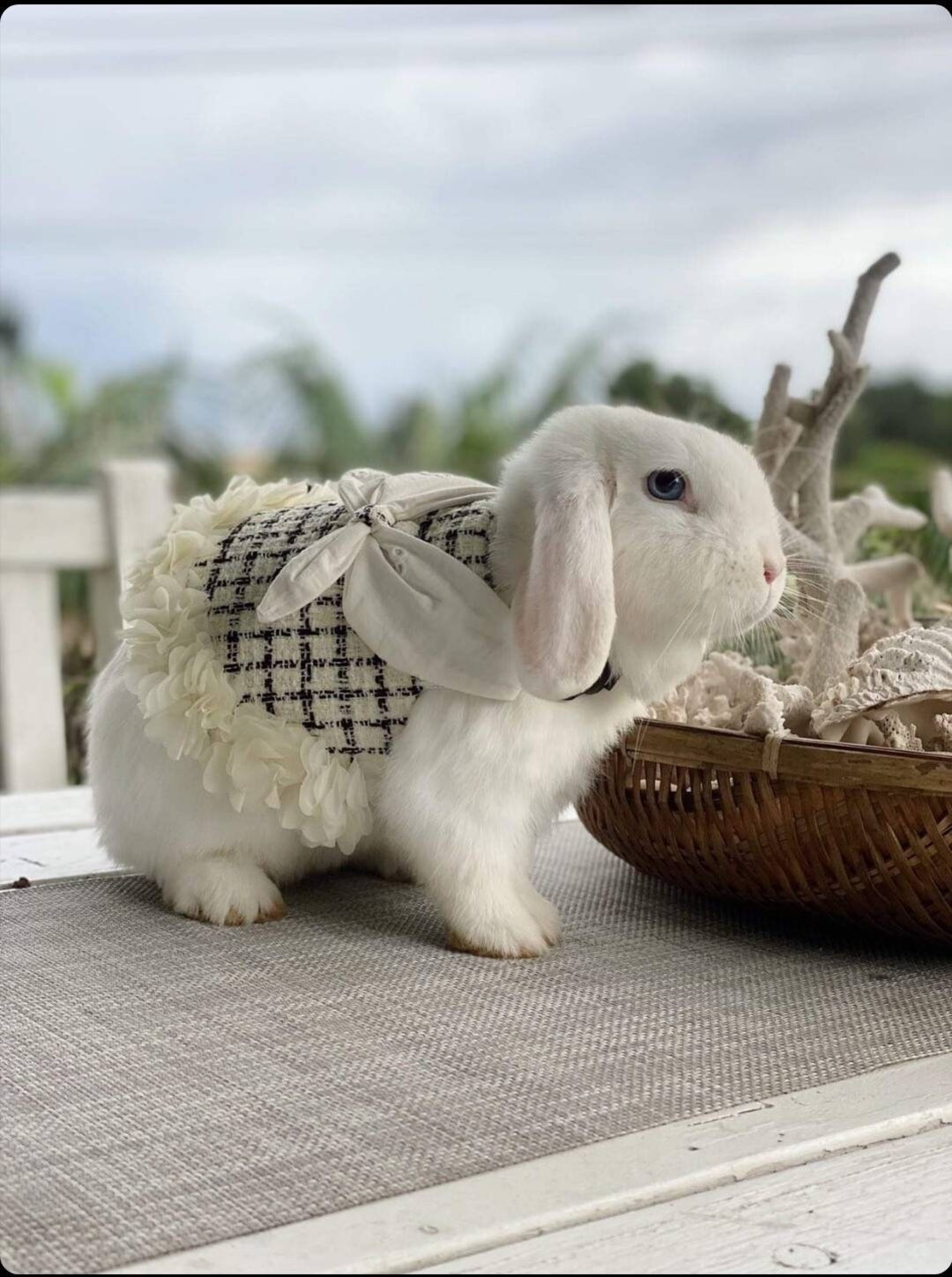 Cute Tweed Pet Bunny Rabbit Dress, Rabbit Clothing, Small Animal, Small ...