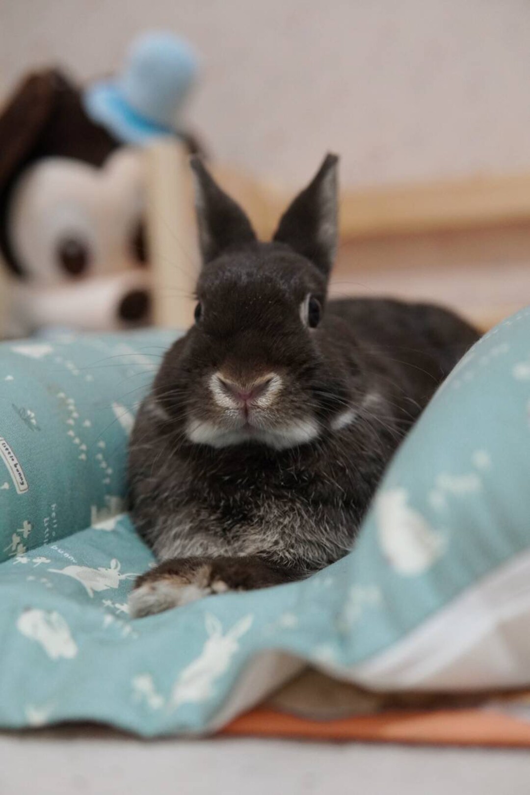 Zipped Hop Hop Green Bunny Rabbit Lounger Pillow Bed/ Cool Bed/ Rabbit ...