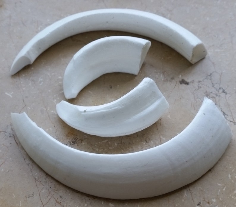 Boar Tusks Faux Taxidermy - Etsy