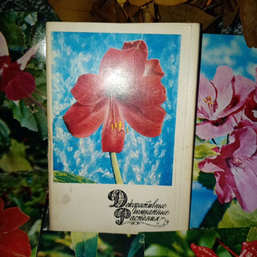 Set of Antique Soviet Postcards decorative Indoor Plants, 1974. 30 ...