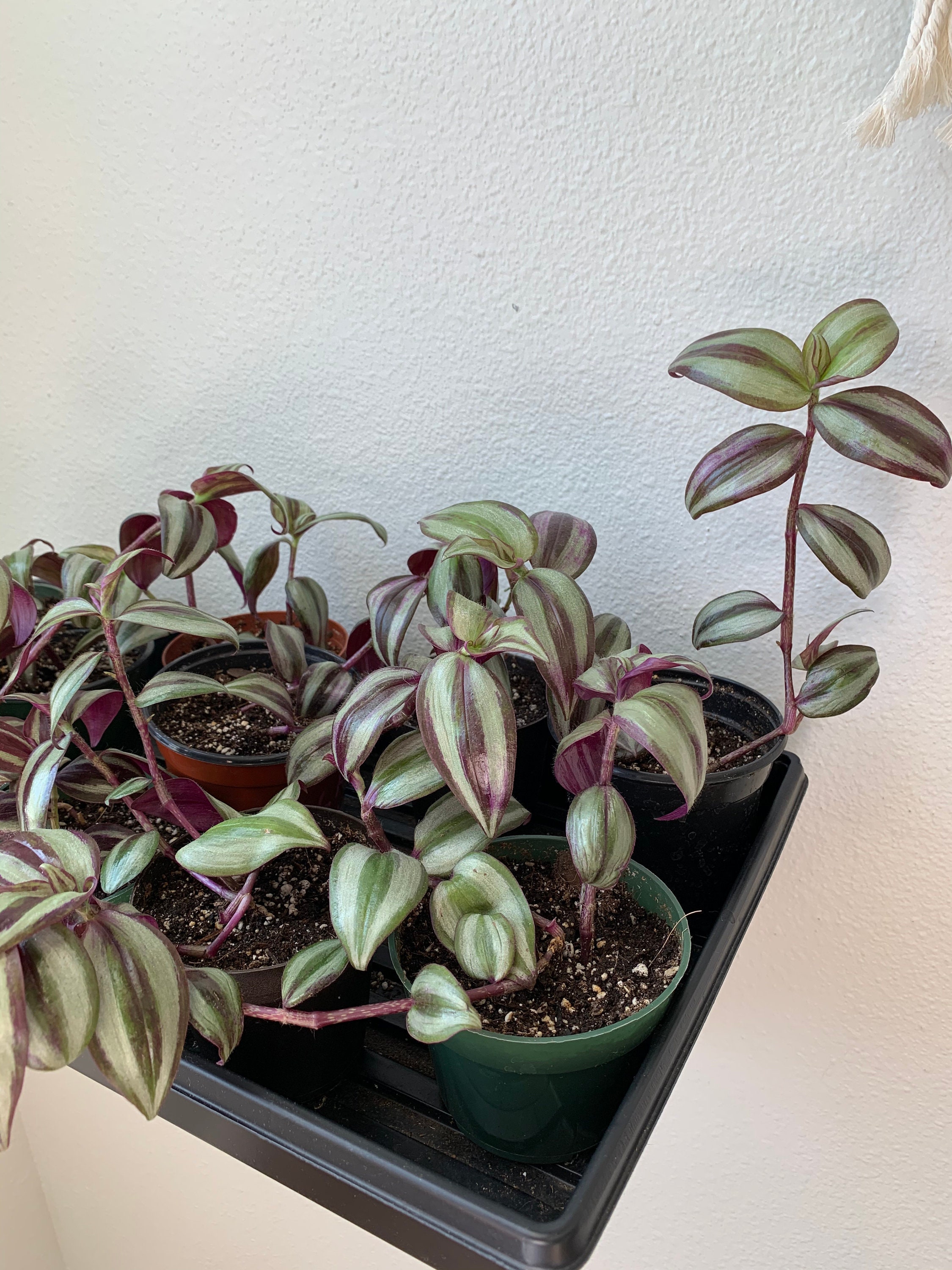 Tradescantia Zebrina Wandering Dude Plant Silver Inch Plant | Etsy