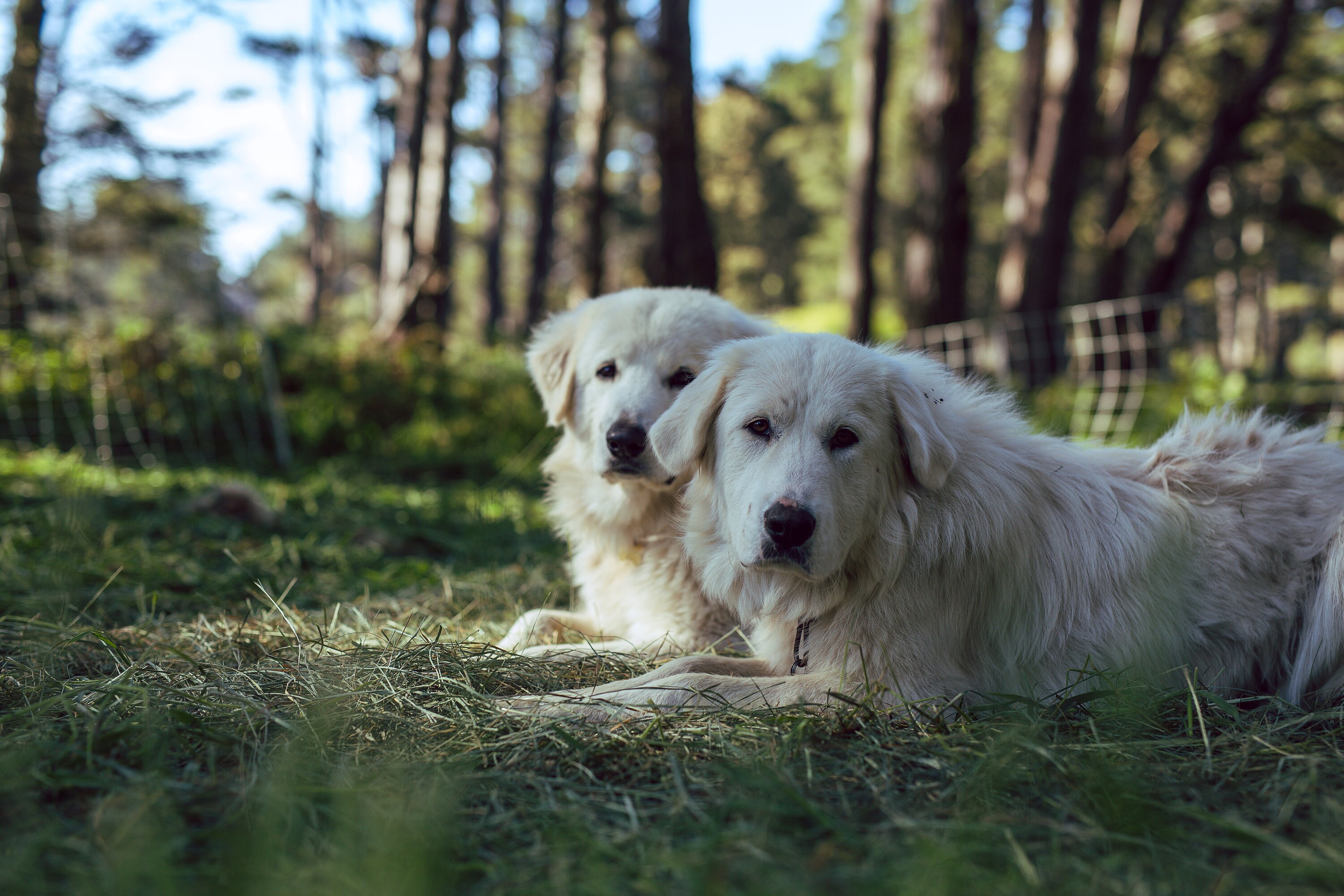 Two Great Pyrenees Dogs Resting in a Pasture, Nature Wall Art, Animal ...