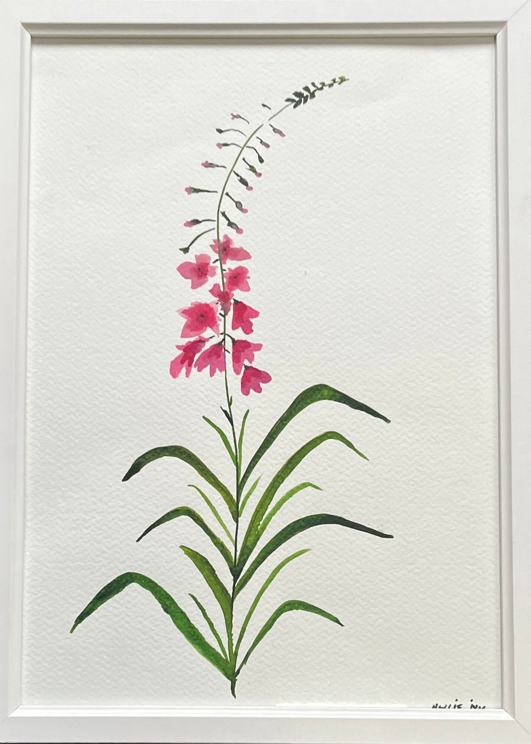 Fireweed - Watercolour Painting in Frame - Etsy