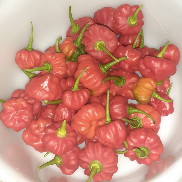 Aji Dulce Fresh - Etsy