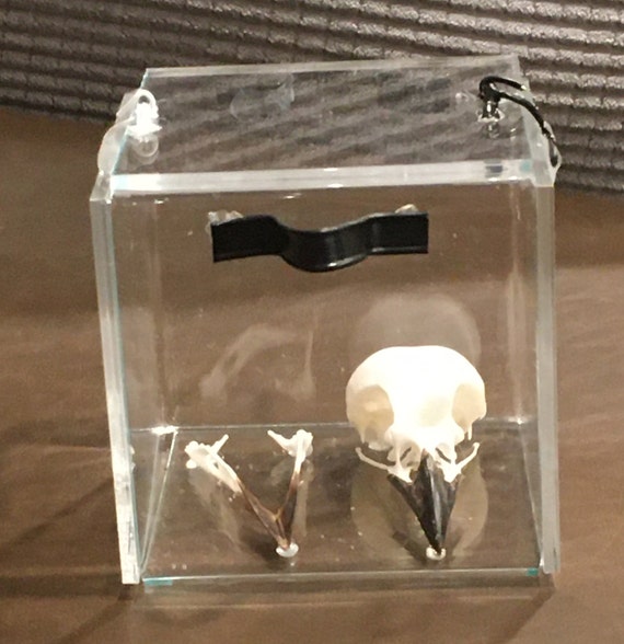 All-angles Skull Study: Cube | Etsy
