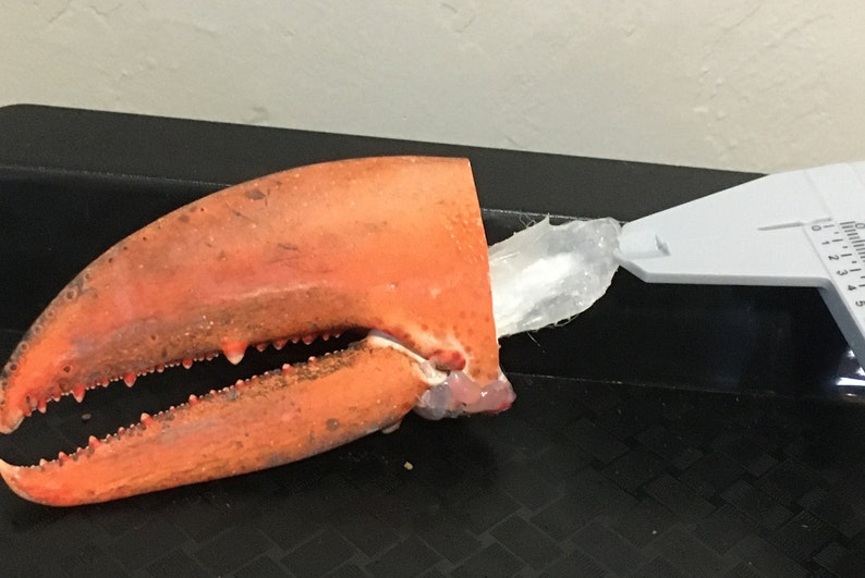 Crustacean Claws: Fixed or Moveable - Etsy