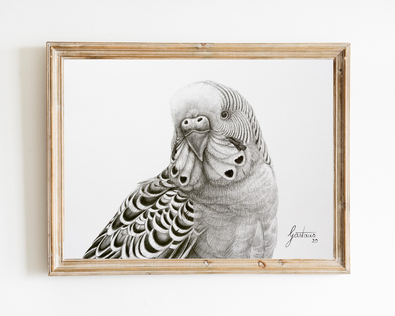 Budgie Drawing Print Budgerigar Portrait Black and White | Etsy