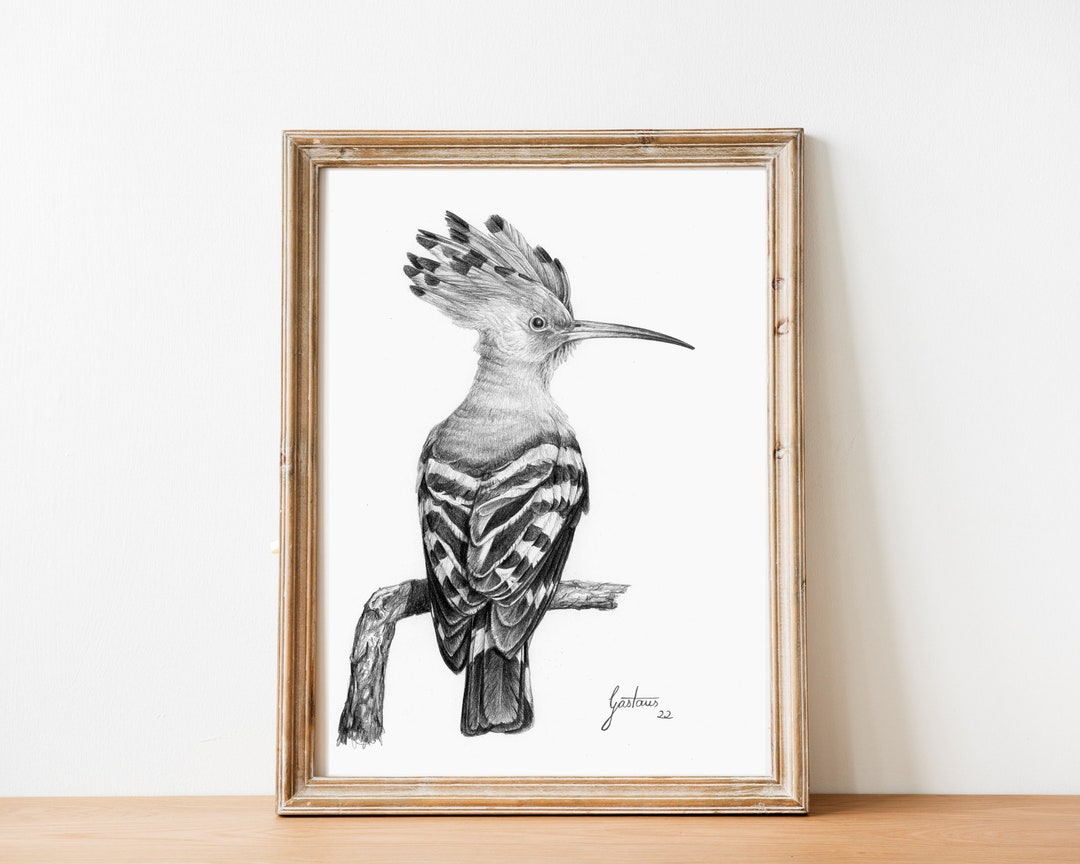 Hoopoe Drawing Print Hoopoe Painting Black and White Poster Bird ...