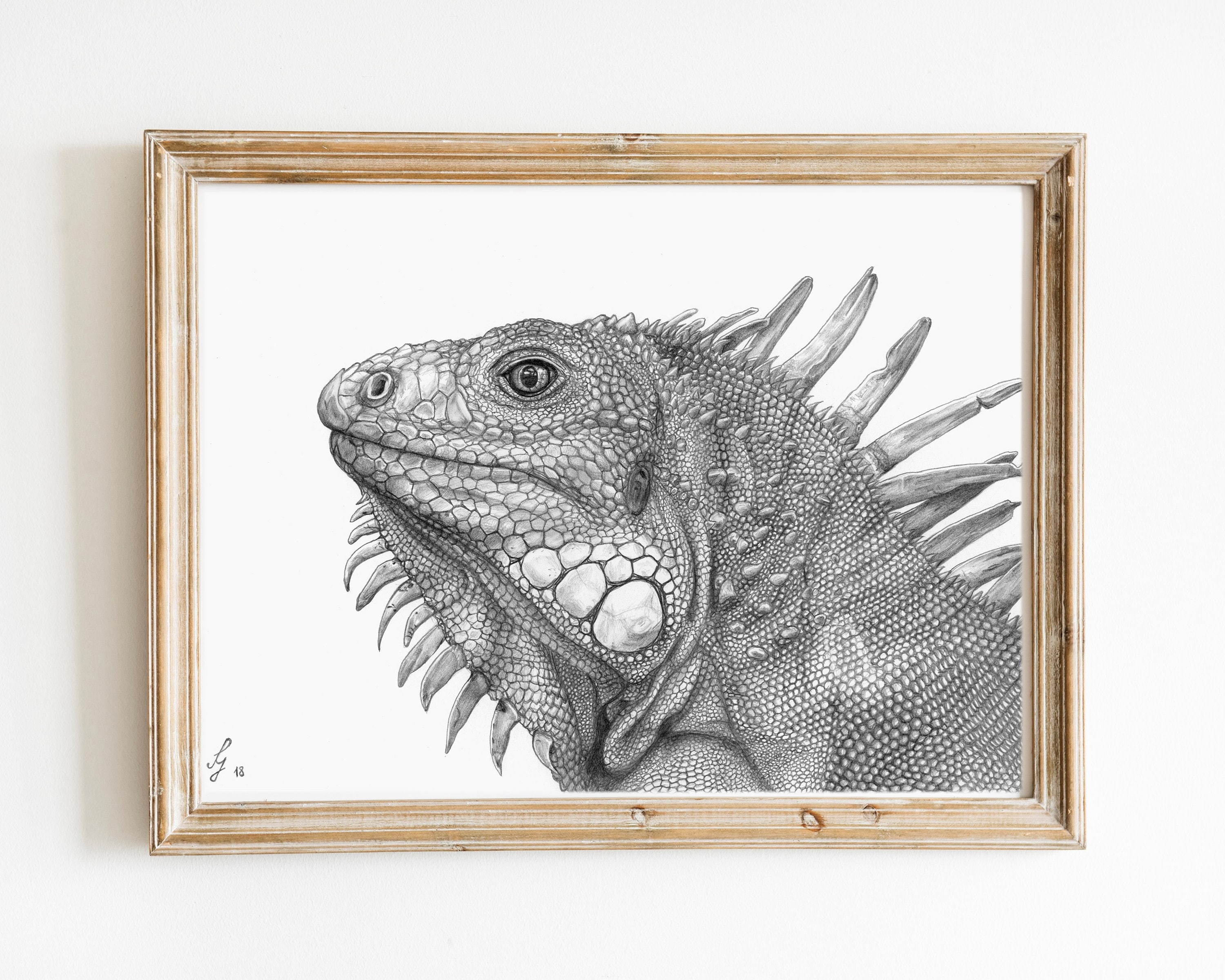 Iguana Head Drawing