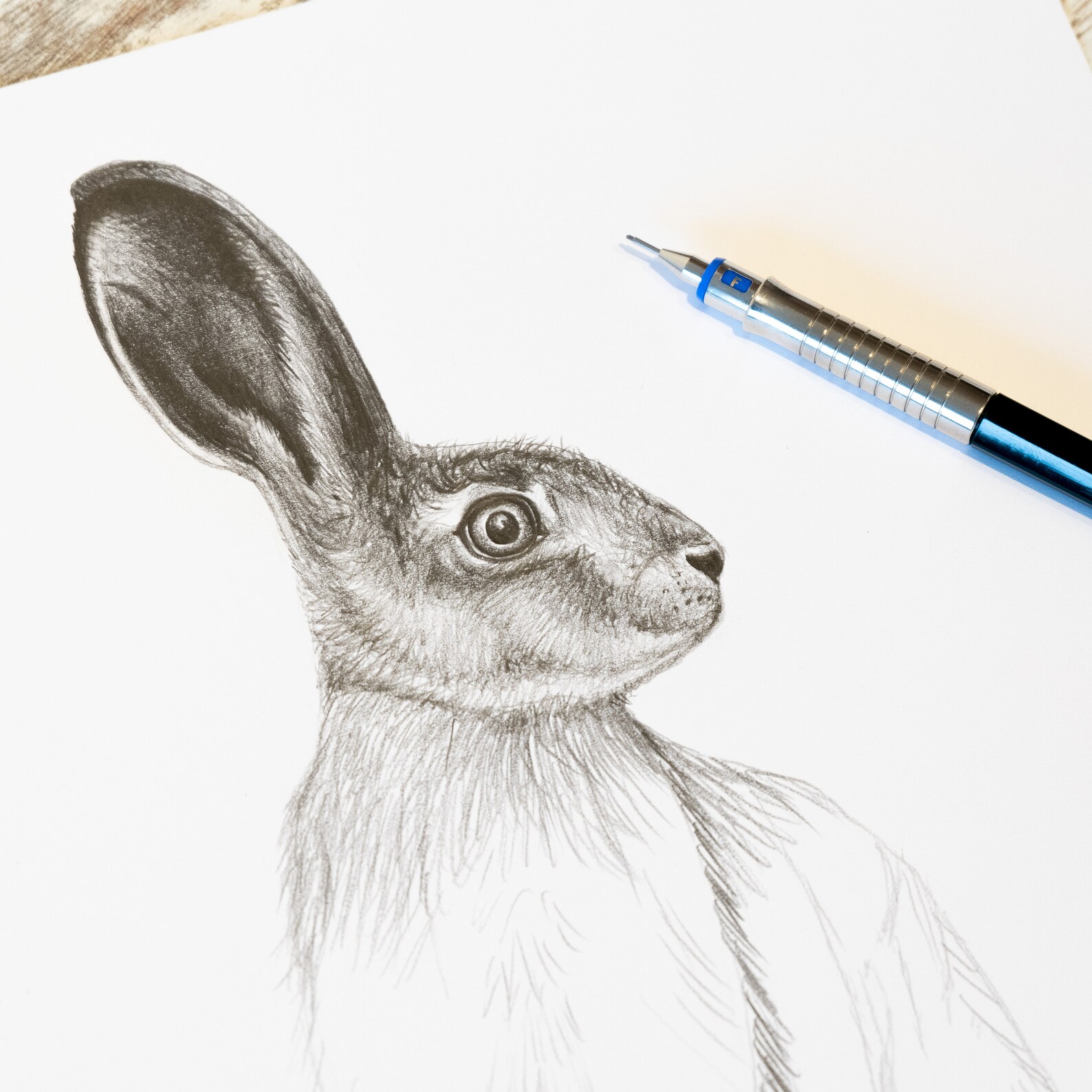 Field Hare | Wall Art Print | Black and White Poster | Fine-art Pencil ...