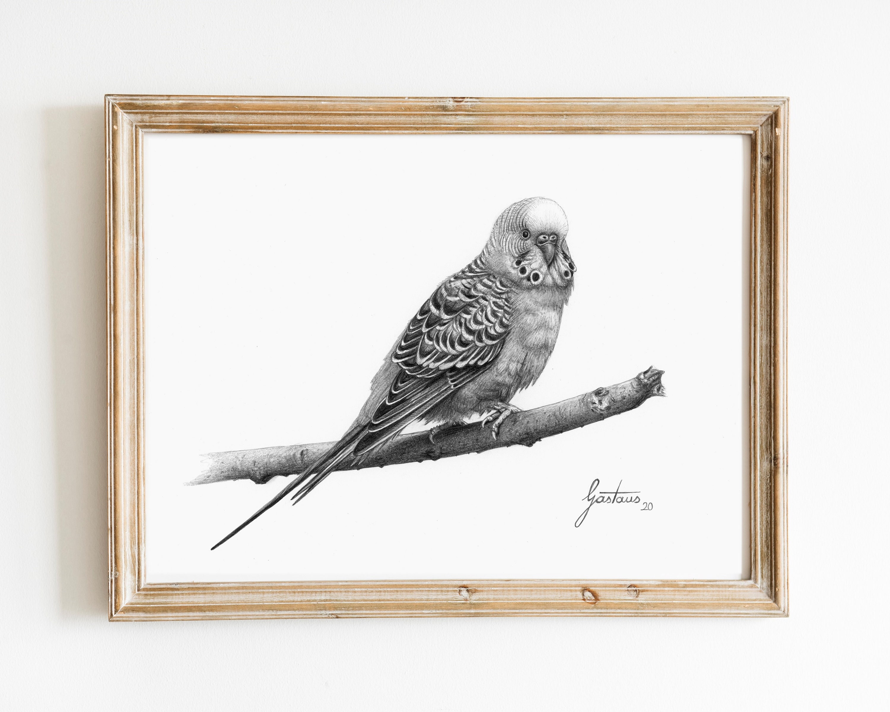Budgie Drawing Print | Budgerigar Painting | Black and White Poster ...