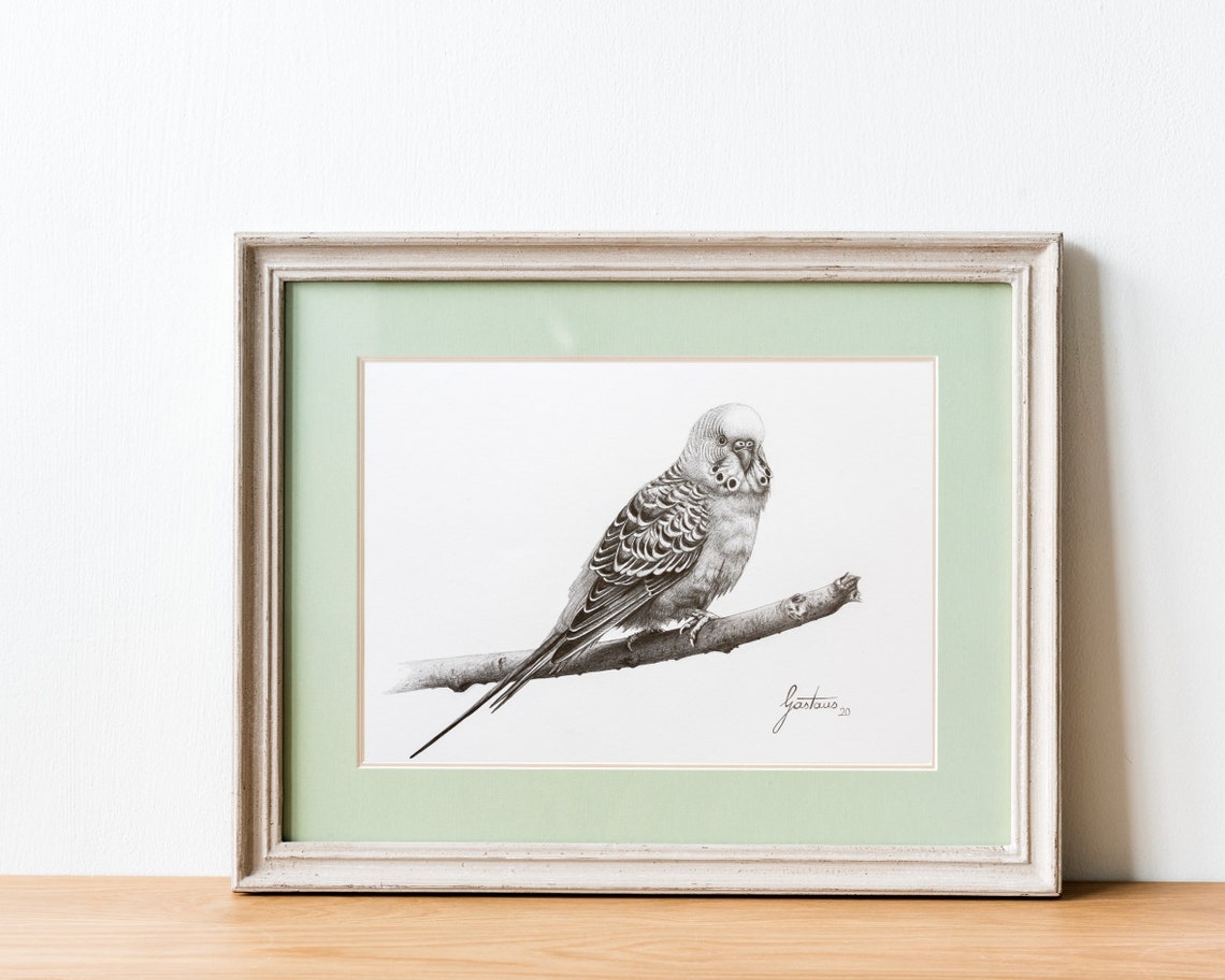 Budgie Drawing Print Budgerigar Painting Black and White | Etsy