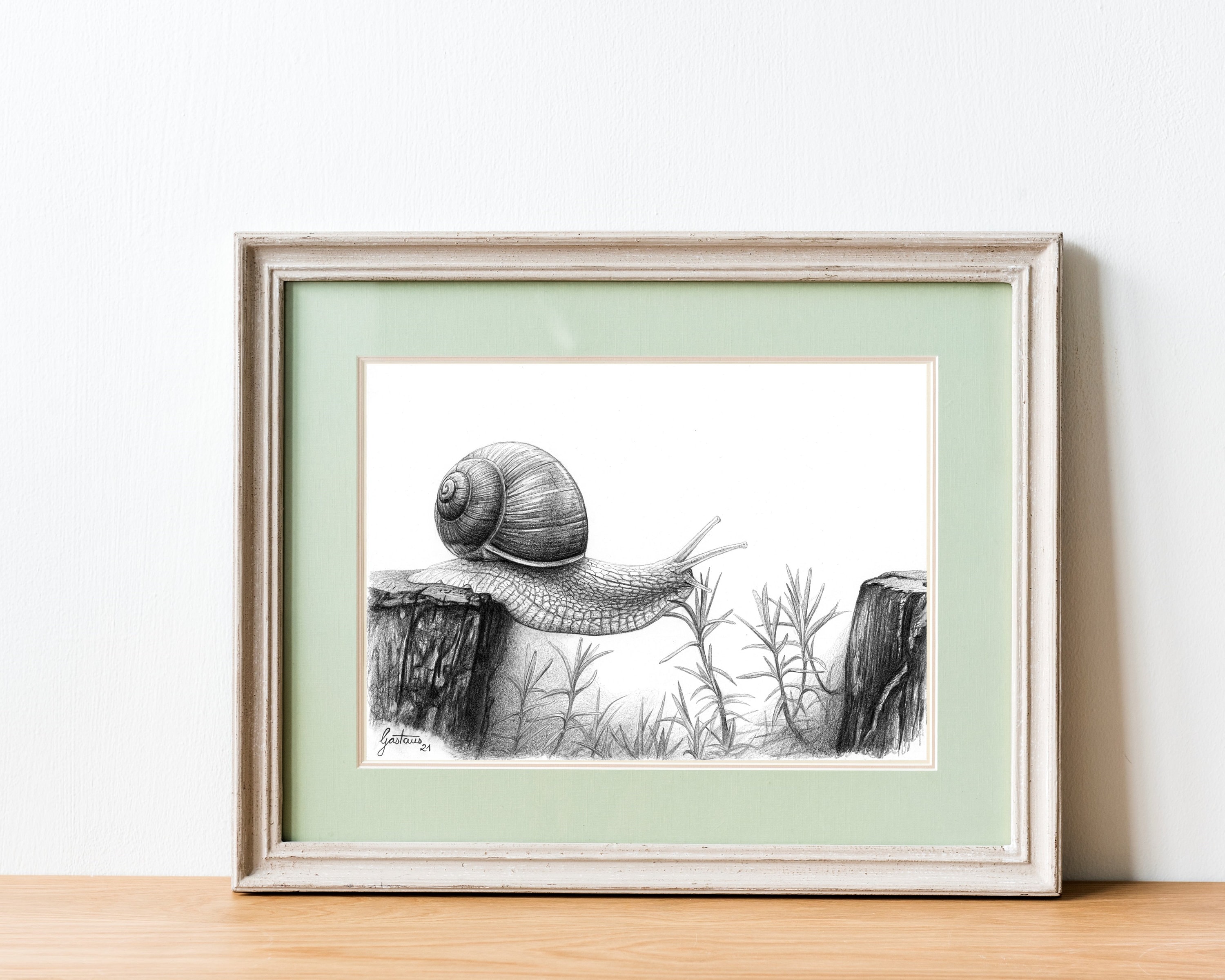 Pencil Drawings Of A Snail