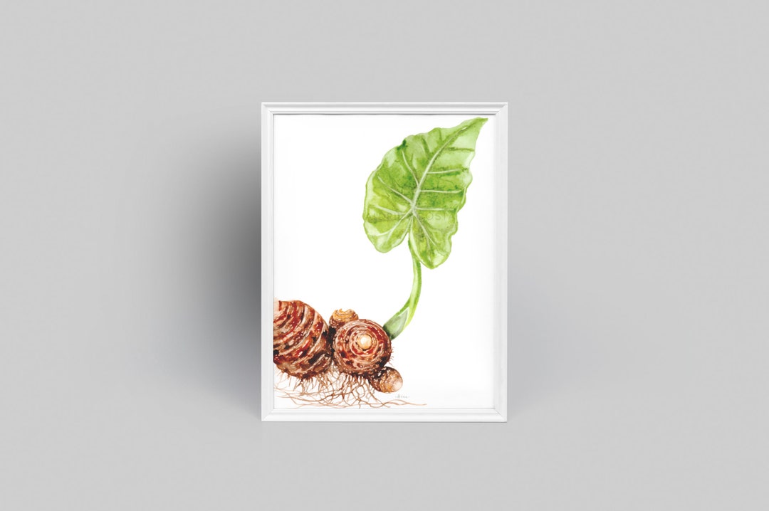 Taro Downloadable Art Print From Original Watercolor Impression ...