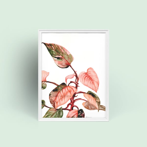 Variegated Philodendron - Etsy Canada