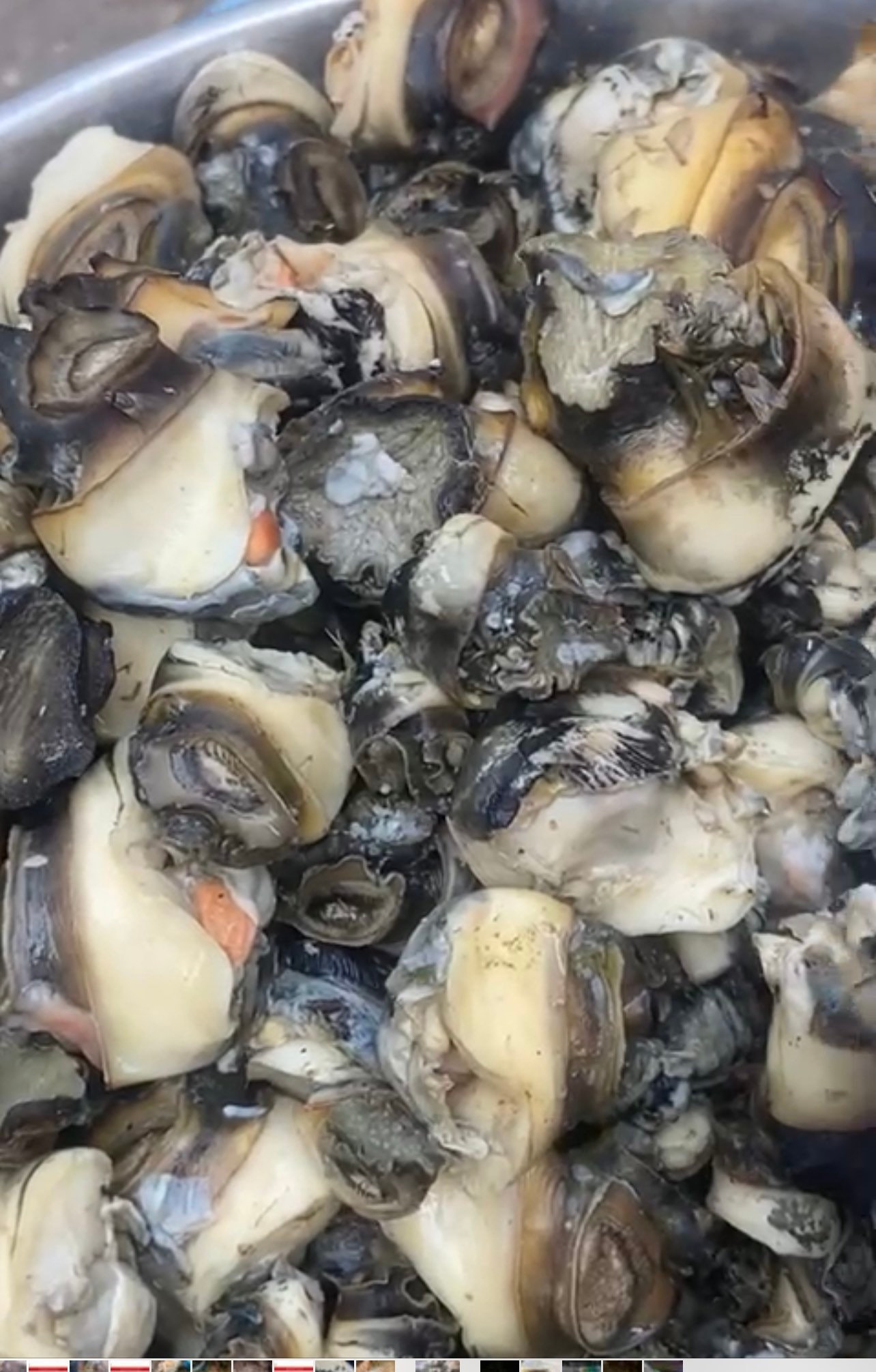 Fresh Whelks/clams/ Ngolo/sea Snail- Fresh/.frozen( Ships Frozen Only ...